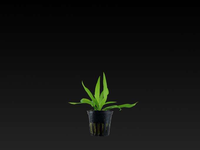 Helanthium bolivianum 'Latifolius' | ZOOBOX