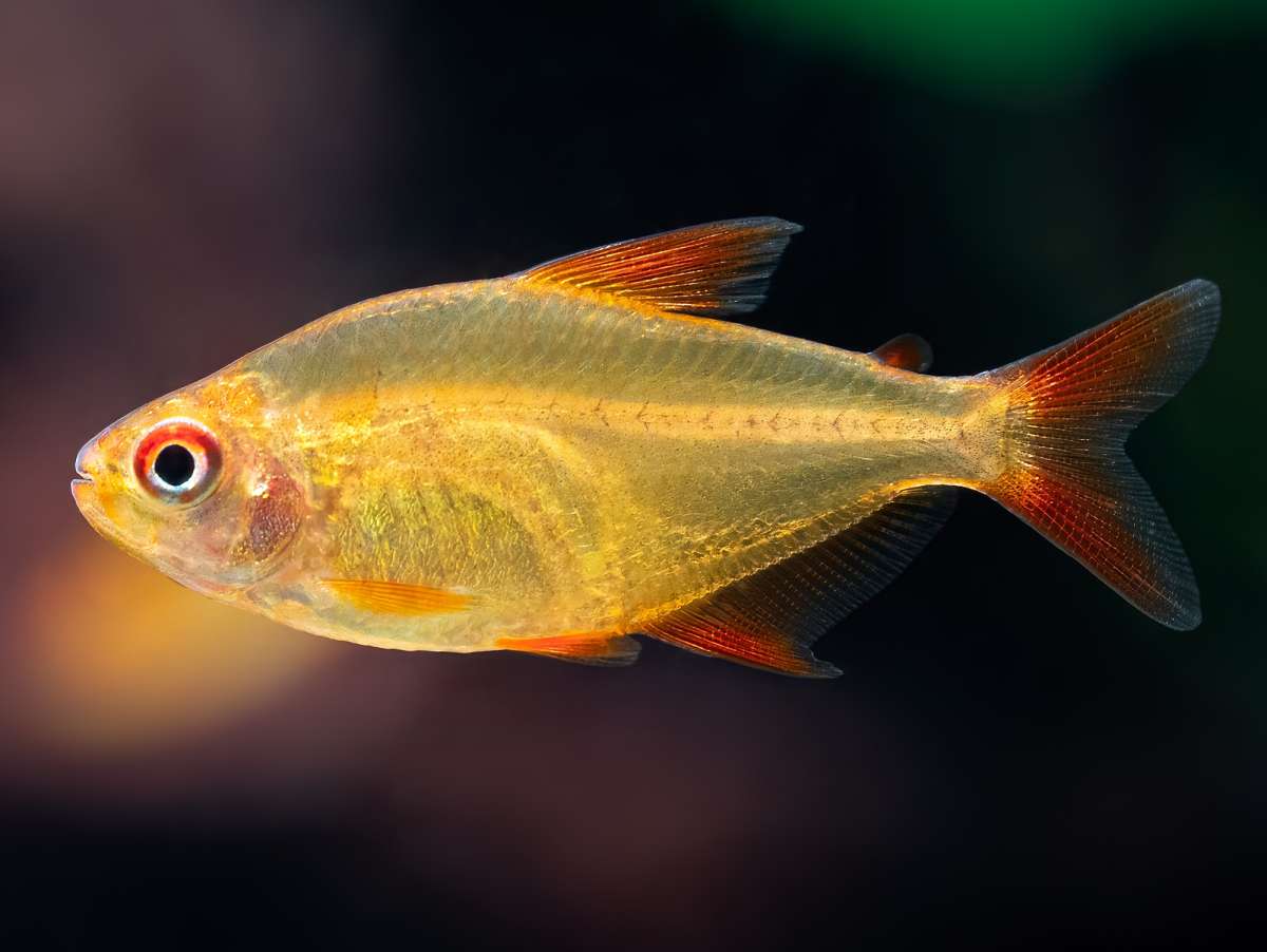 Red Muzel Tetra | ZOOBOX