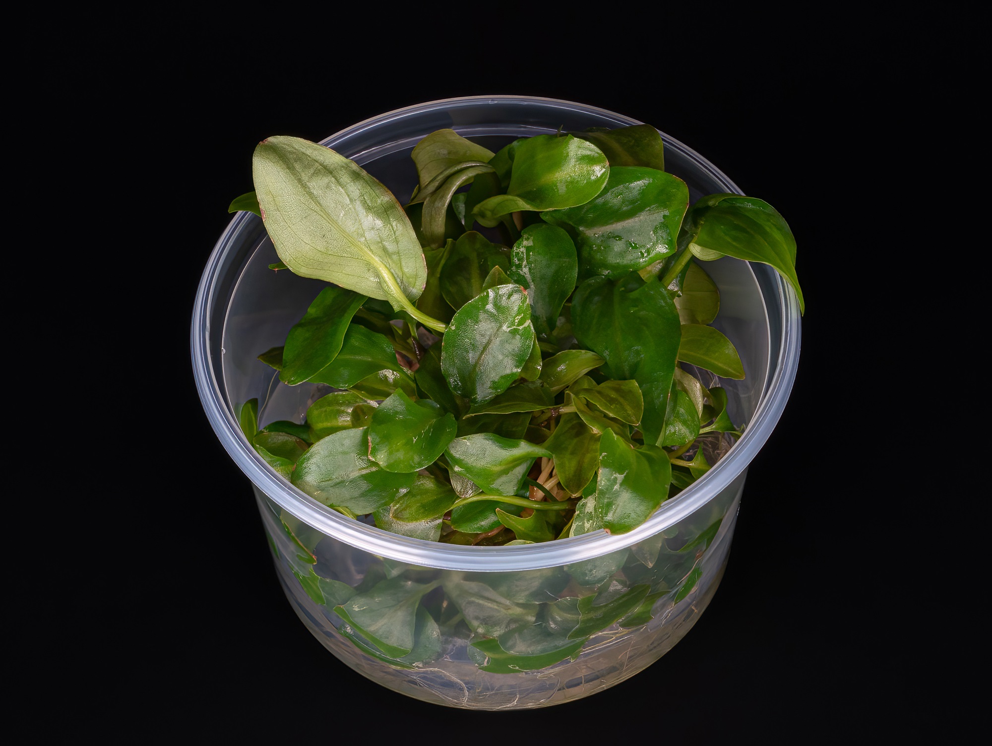 Lagenandra 'Bleeding heart' | ZOOBOX