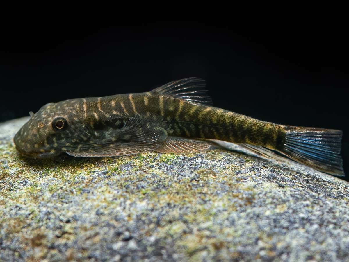 Gastromyzon ctenocephalus | Borneo Flossensauger bei ZOOBOX online ...